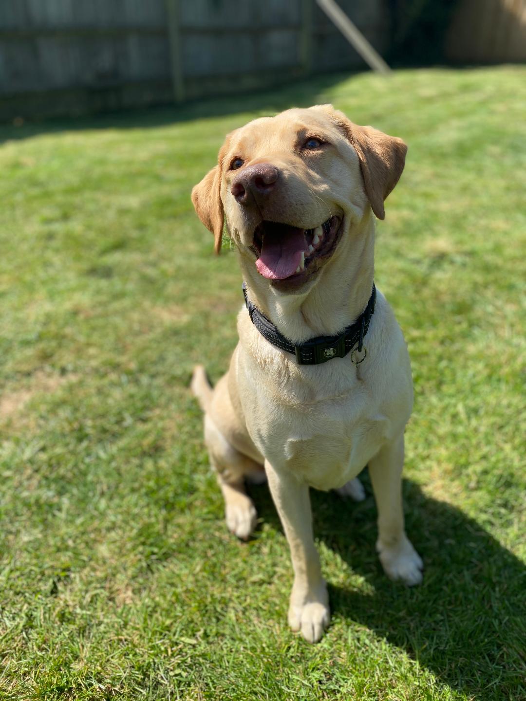 Labrador’s weight loss with Skinner’s | Skinners Dog Food