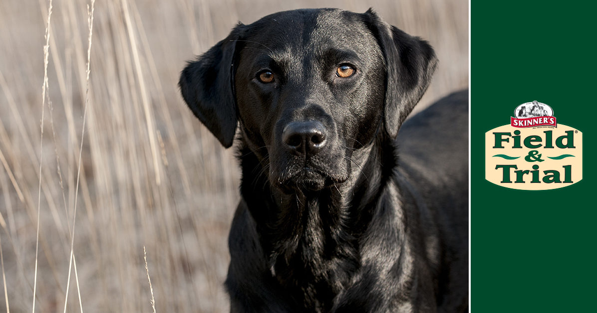 Maintaining a Healthy Coat and Skin | Skinner's