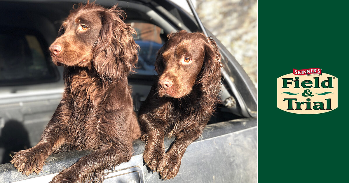 Understanding the working dog | Skinner’s