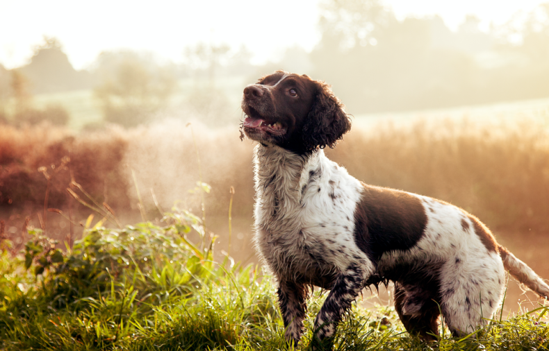 About Skinners Born to Be Outdoors | Skinner’s