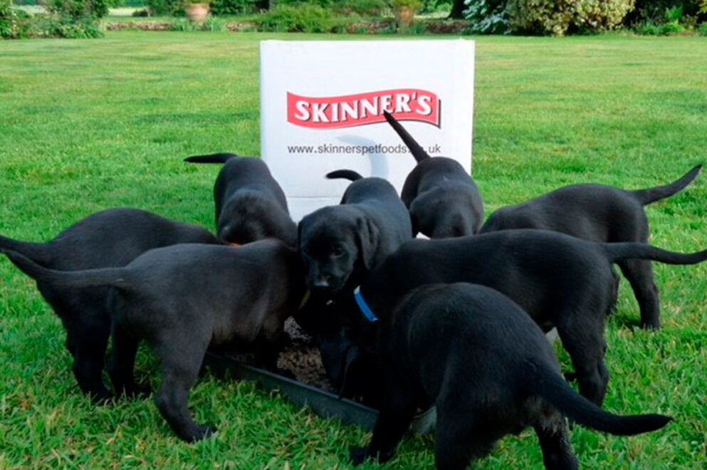 About Skinners Born to Be Outdoors | Skinner’s