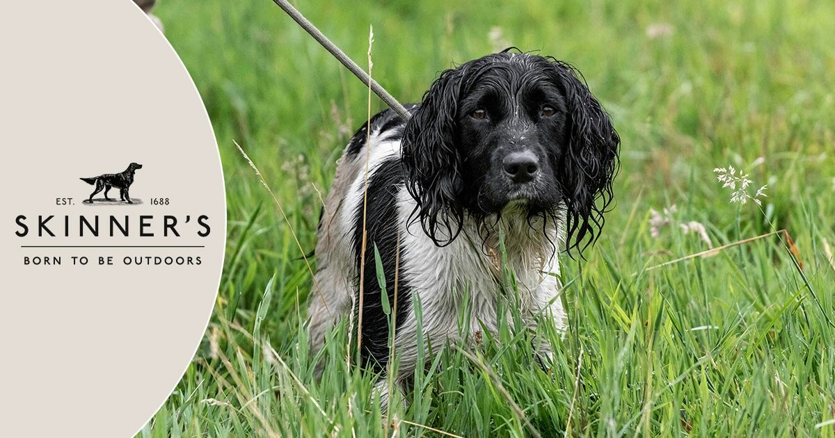 How to feed a spayed or neutered dog | Skinner’s