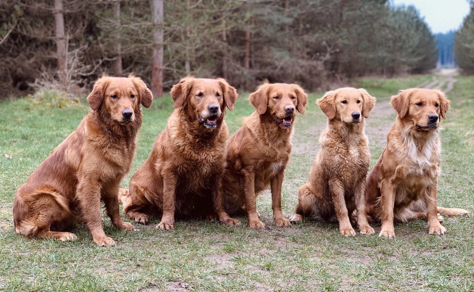 Meet the breed – Golden Retriever | Skinner's
