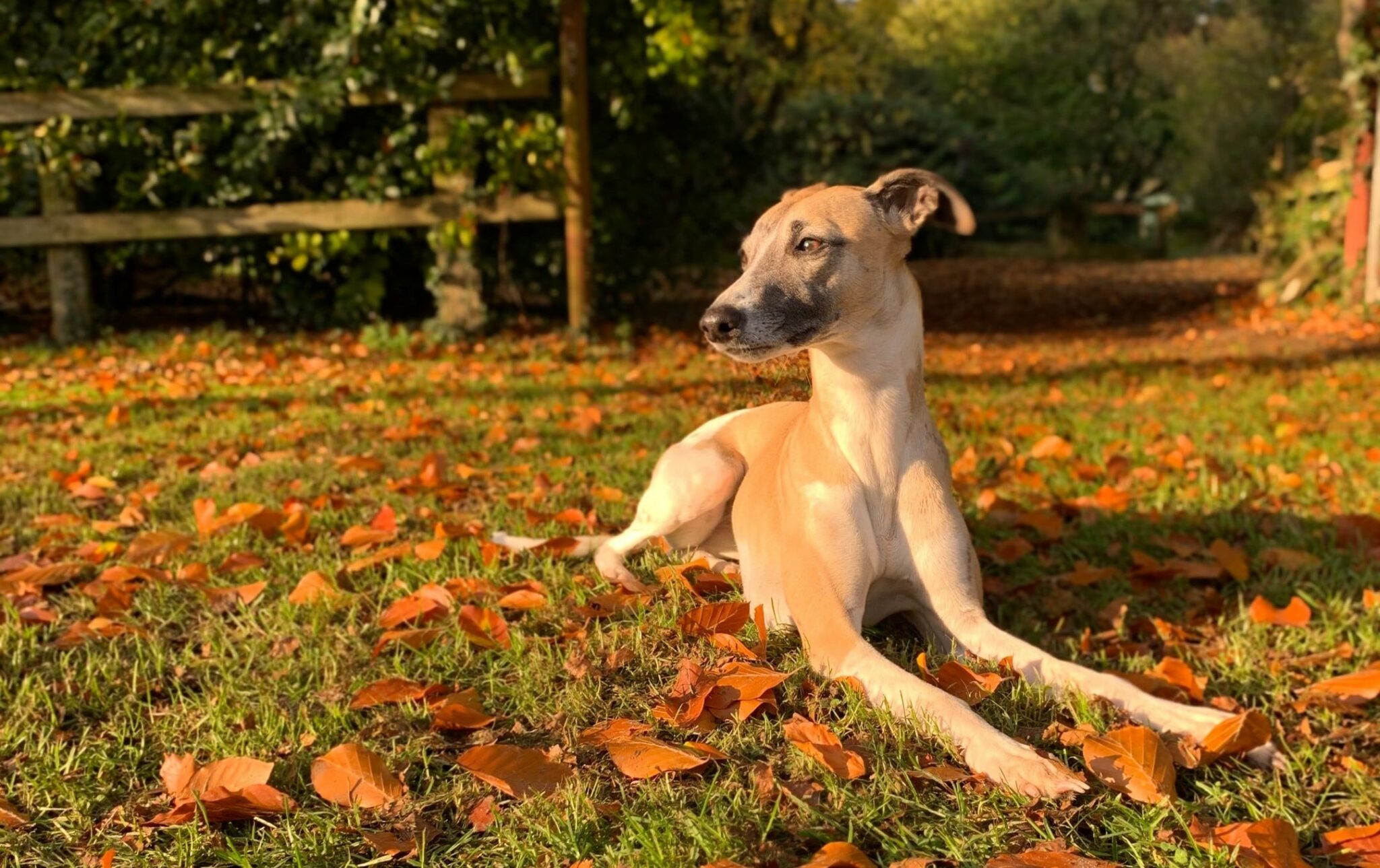 MEET THE BREED - WHIPPET | Skinner's