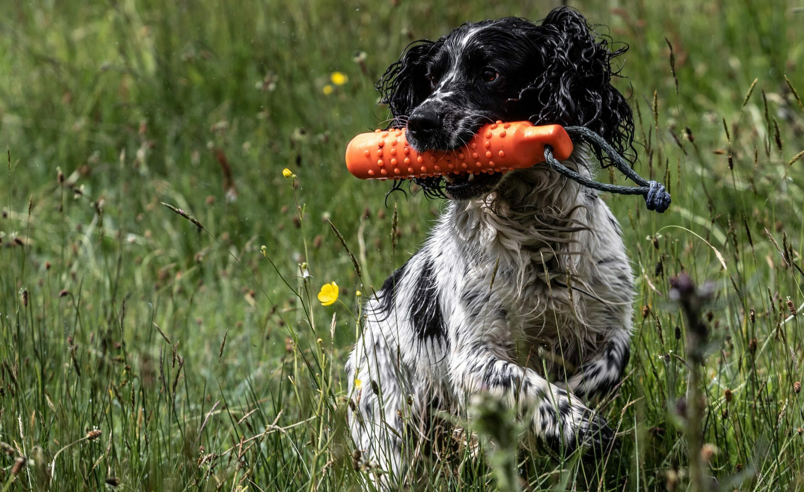 Changing seasons, changing your dog’s diet | Skinner’s